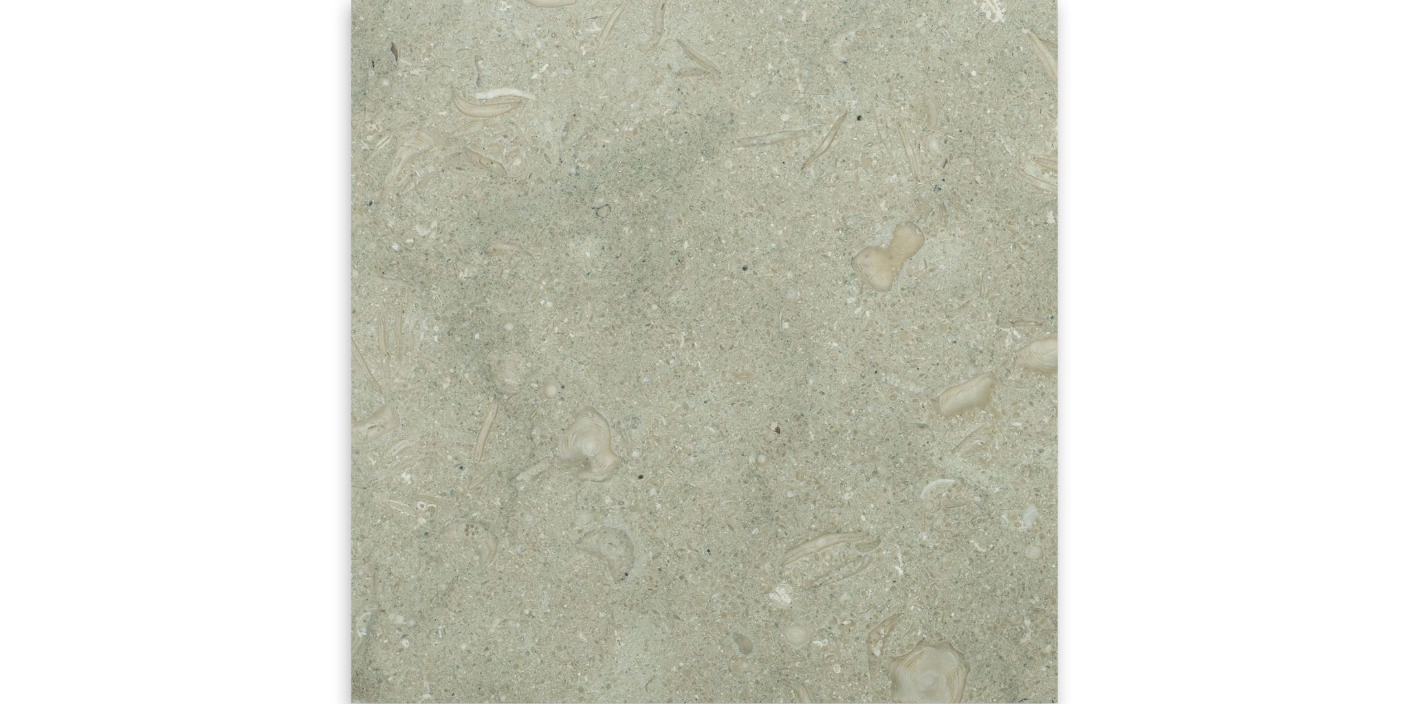 Seagrass Limestone 12x12, Natural Stone Tile | Tez Marble
